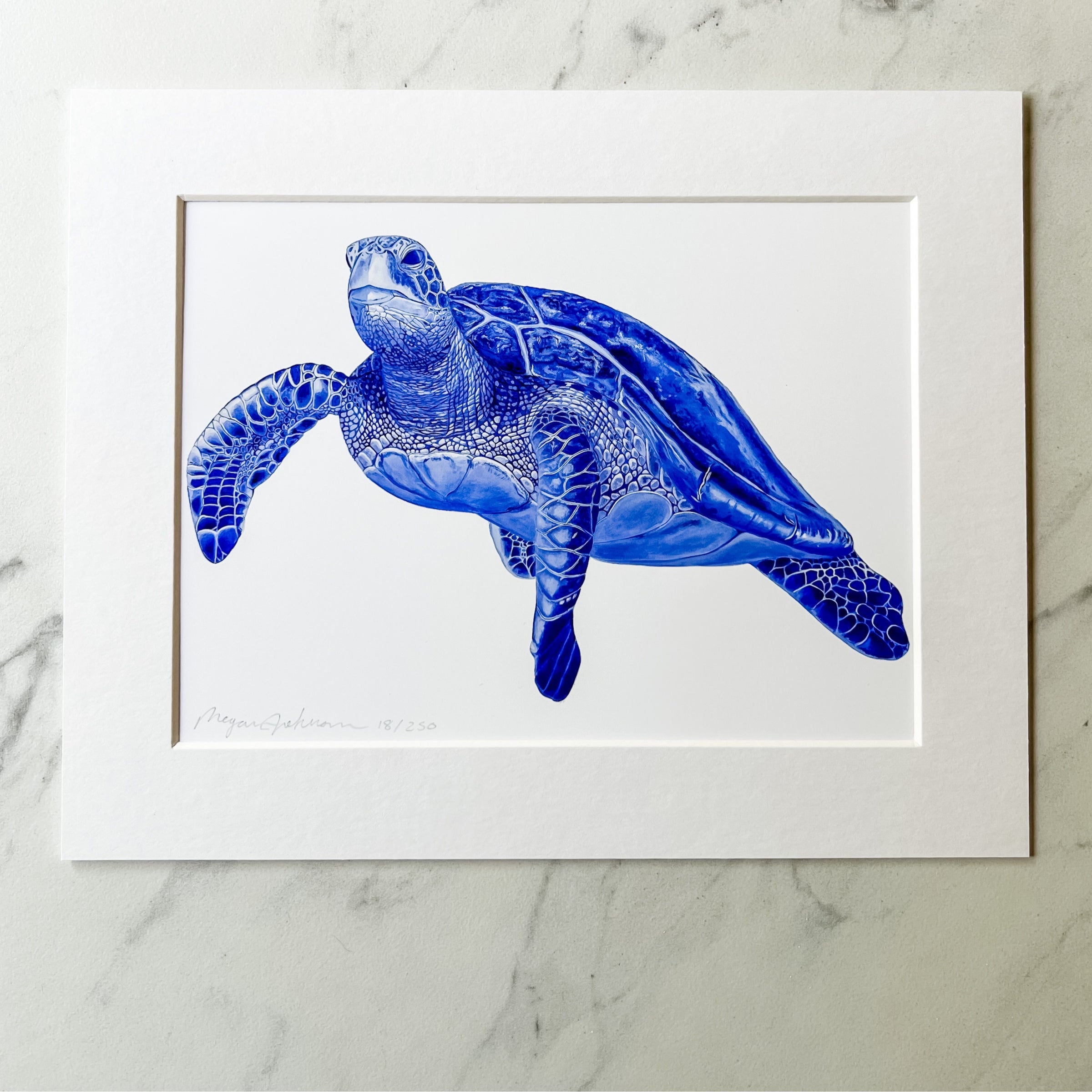 Scarlet the Sea turtle
